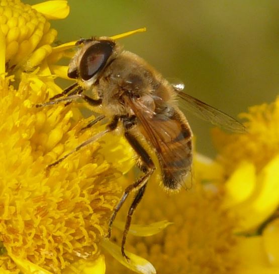 La abeja, la apicultura y las propiedades de la miel.