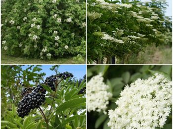 ⊛ Saúco Árbol Beneficios Propiedades Contraindicaciones