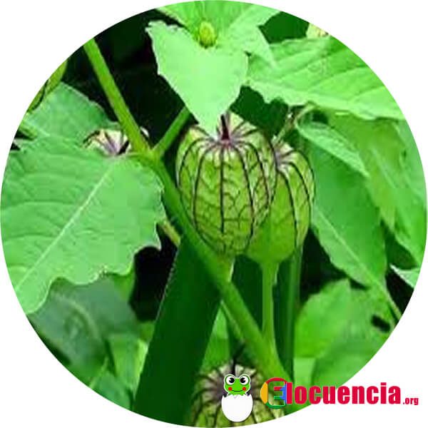 Mullaca Propiedades Medicinales y Contraindicaciones